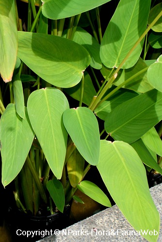 NParks | Thalia geniculata