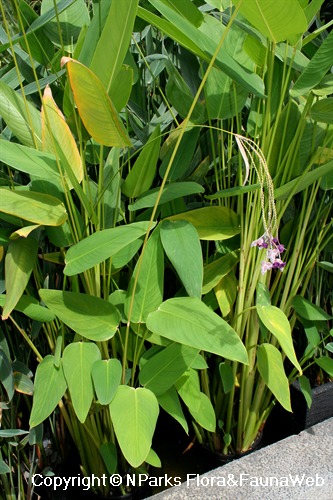 NParks | Thalia geniculata