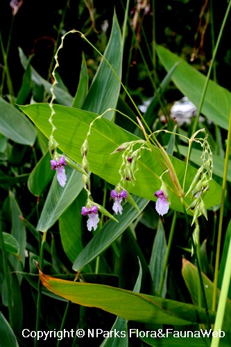 NParks | Thalia geniculata