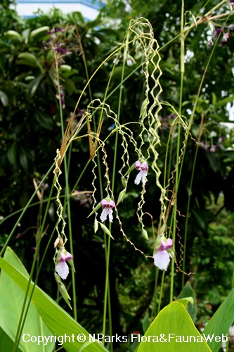 NParks | Thalia geniculata