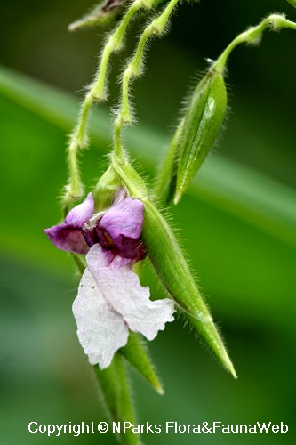NParks | Thalia geniculata