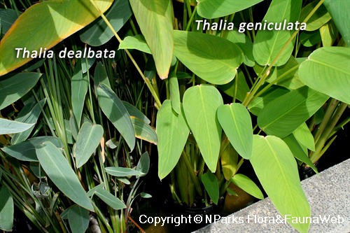 NParks | Thalia geniculata