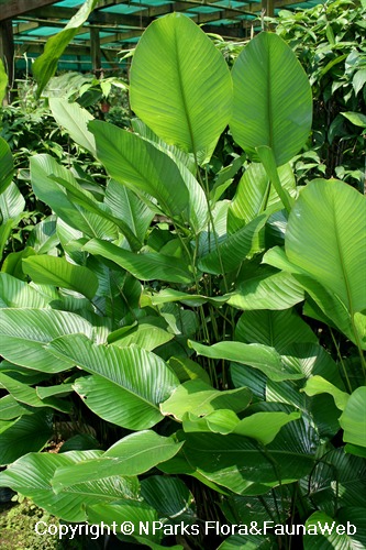 NParks | Thaumatococcus daniellii