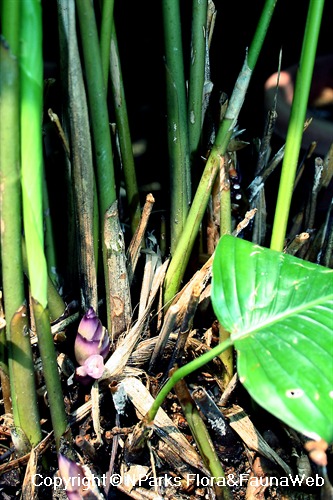 NParks | Thaumatococcus daniellii