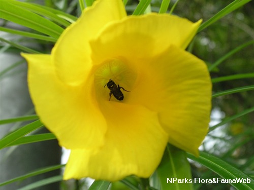 NParks | Cascabela thevetia