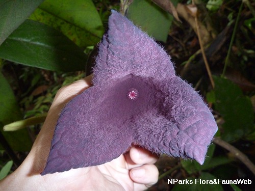 NParks | Thottea grandiflora