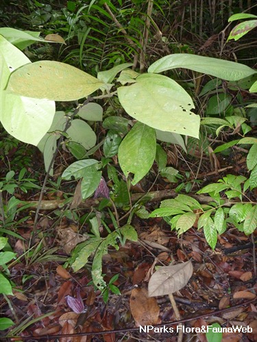 NParks | Thottea grandiflora