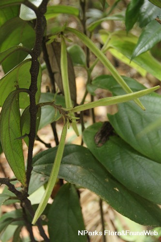 NParks | Thottea grandiflora