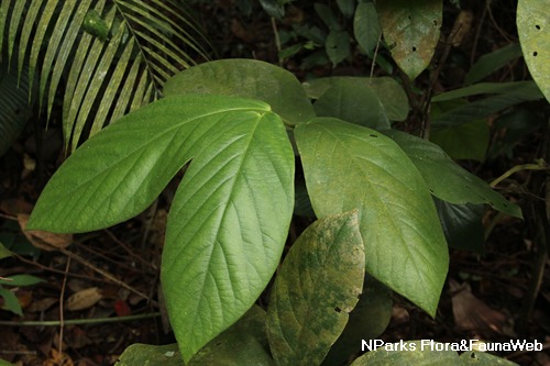 NParks | Thottea grandiflora