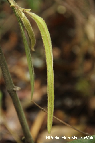 NParks | Thottea grandiflora