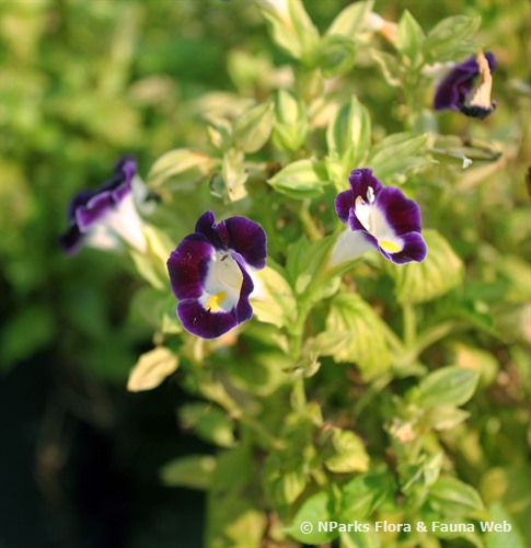 NParks | Torenia fournieri