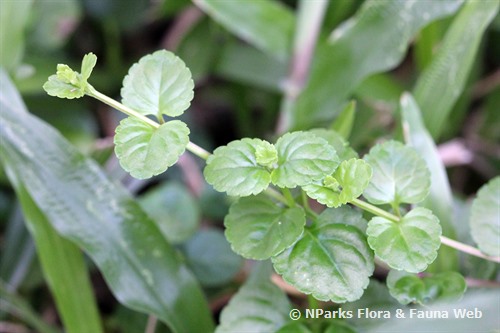 NParks | Legazpia polygonoides