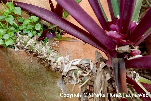 NParks | Tradescantia spathacea