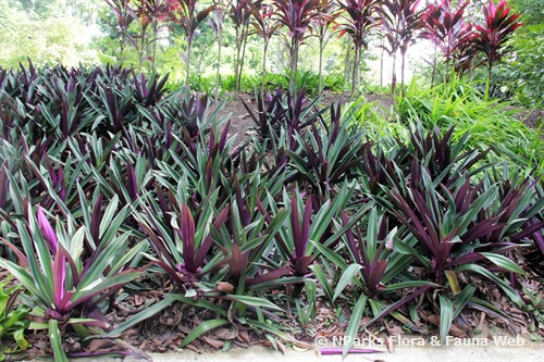 NParks | Tradescantia spathacea