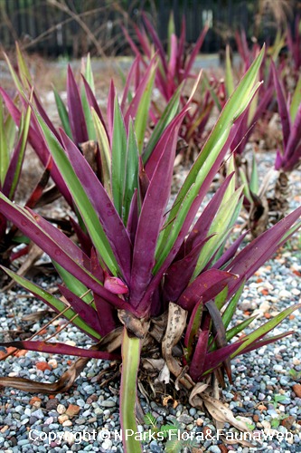 NParks | Tradescantia spathacea
