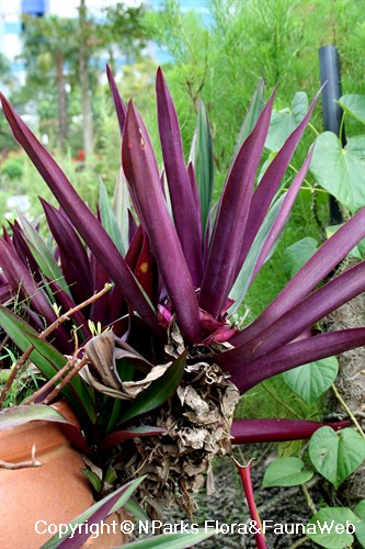 NParks | Tradescantia spathacea