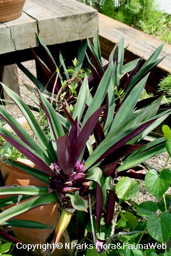 NParks | Tradescantia spathacea