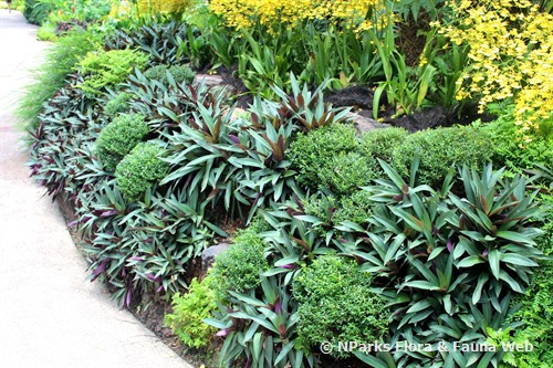 NParks | Tradescantia spathacea 'Dwarf'