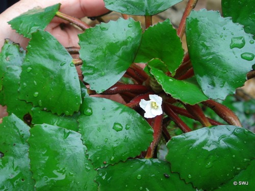 NParks | Trapa natans