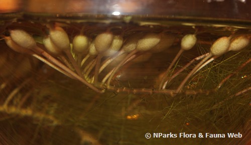 NParks | Trapa natans