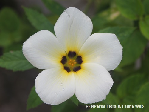 NParks | Turnera subulata