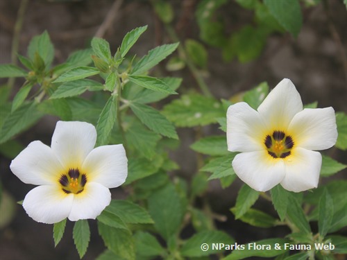 NParks | Turnera subulata