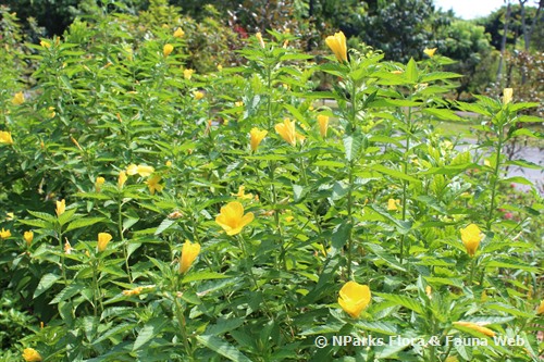 NParks | Turnera ulmifolia