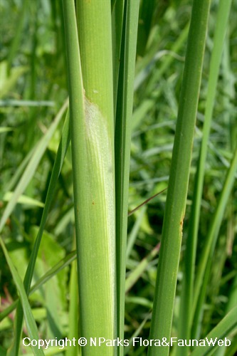 NParks | Typha angustifolia