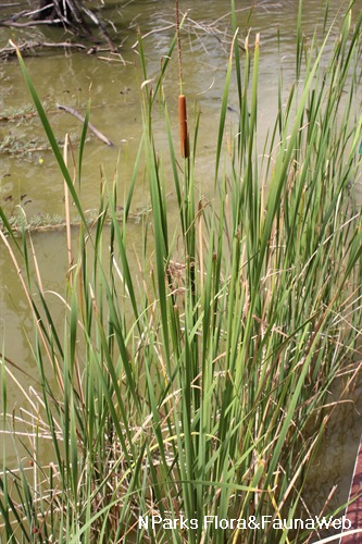 NParks | Typha angustifolia
