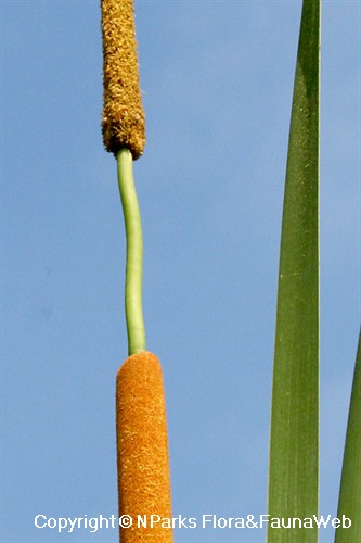 NParks | Typha angustifolia