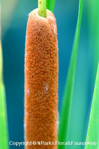 NParks | Typha angustifolia