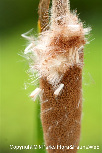 NParks | Typha angustifolia