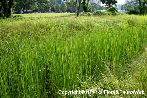 NParks | Typha angustifolia