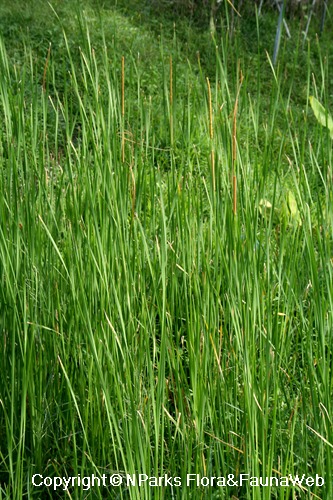 NParks | Typha angustifolia