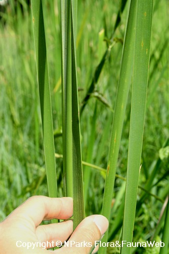 NParks | Typha angustifolia