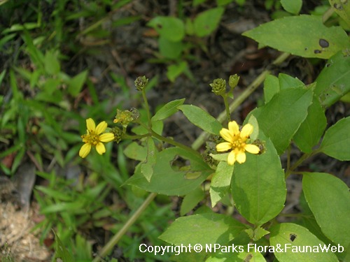 NParks | Wollastonia biflora