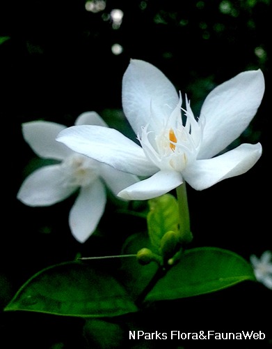 NParks | Wrightia antidysenterica