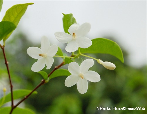 NParks | Wrightia religiosa