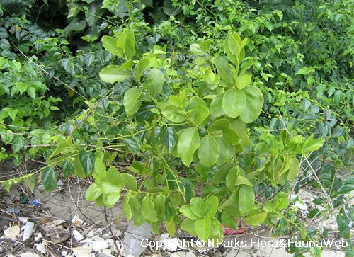 NParks | Ximenia americana