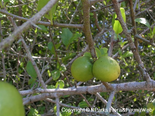 NParks | Ximenia americana