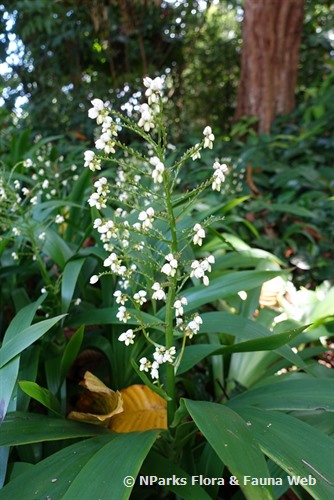 NParks | Xiphidium caeruleum