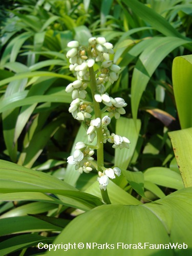 NParks | Xiphidium caeruleum