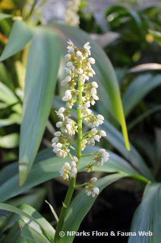 NParks | Xiphidium caeruleum