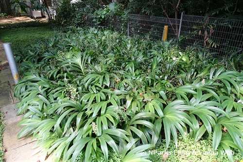 NParks | Xiphidium caeruleum