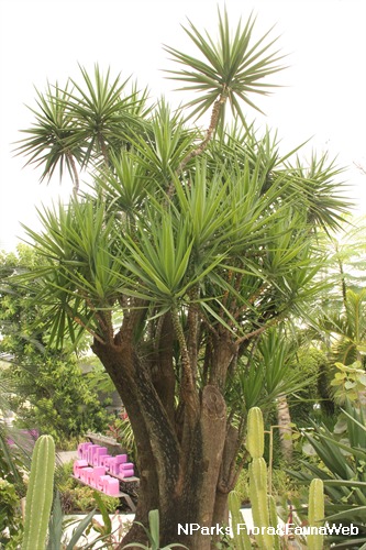 NParks | Yucca aloifolia