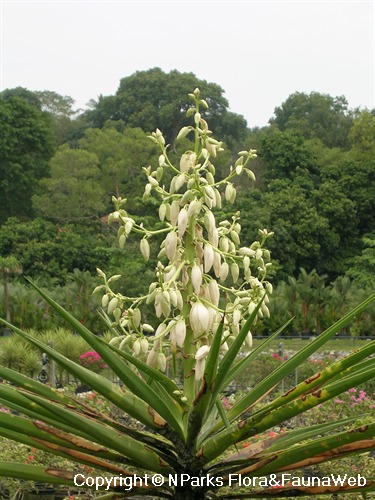 NParks | Yucca aloifolia
