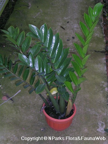 NParks | Zamioculcas zamiifolia