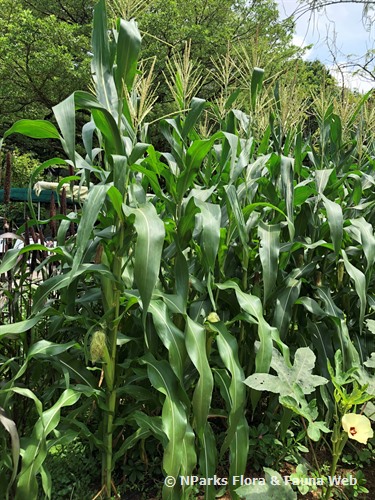 NParks | Zea mays