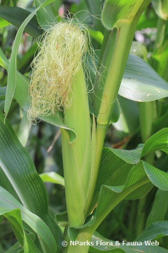 NParks | Zea mays