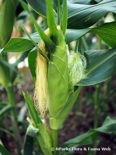NParks | Zea mays